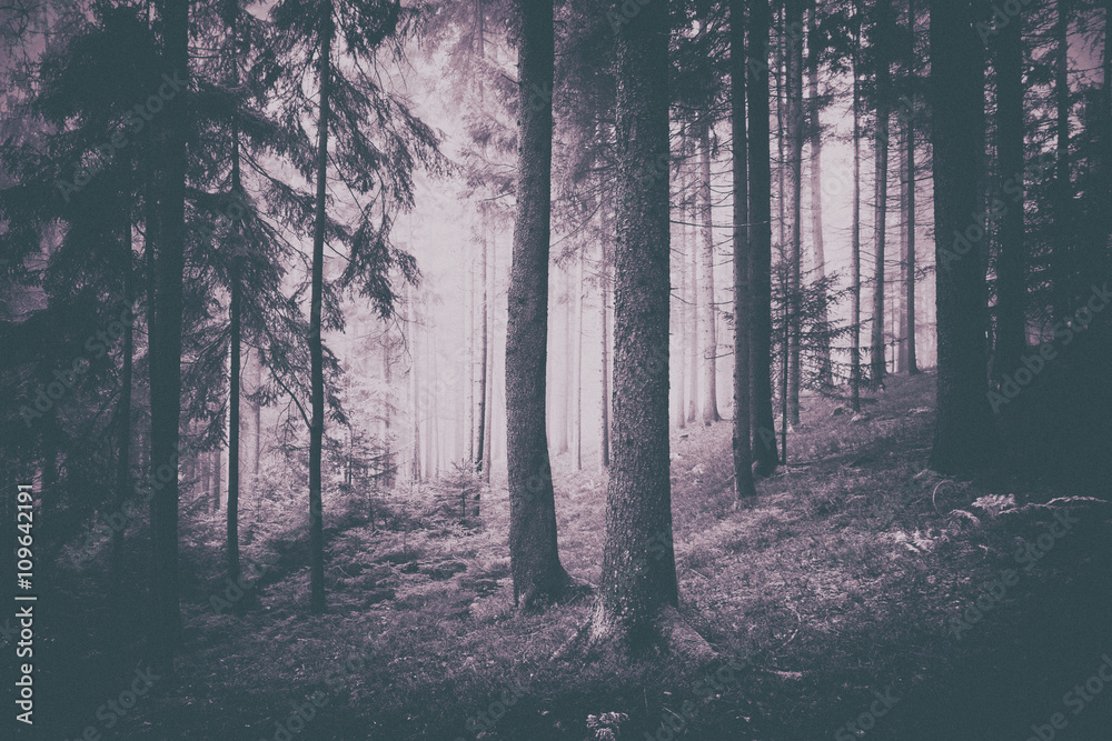 Dreamy and foggy dark pink colored conifer forest landscape with ...