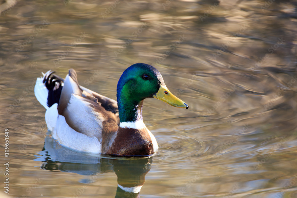 Mallard duck in pond Stock Photo | Adobe Stock