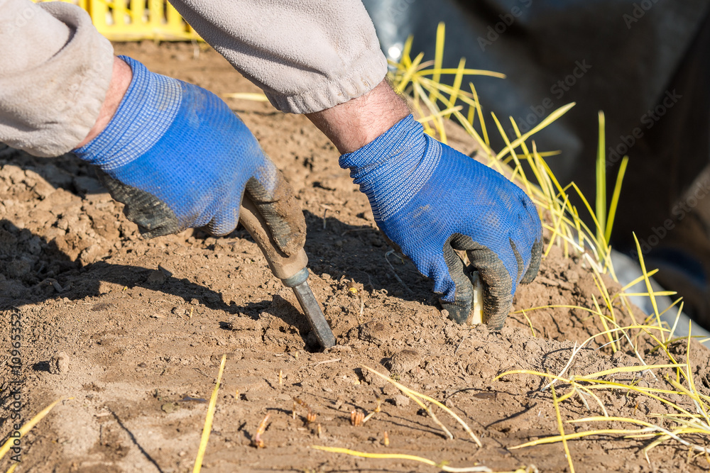 Erntehelfer stechen Spargel (Asparagus officinalis) zur Spargelsaison ...