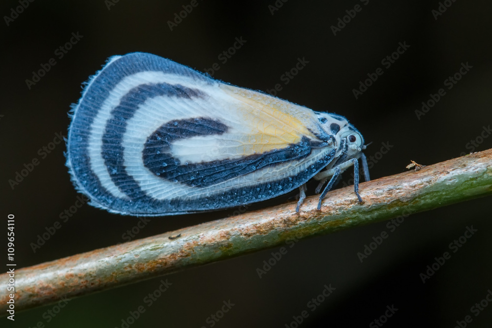 Plant Hopper , Plant hopper adult at night , Close-Up of Plant Hopper ...
