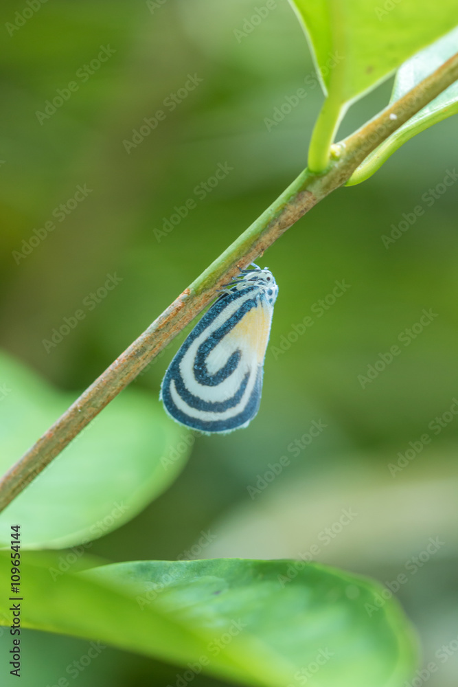 Plant Hopper , Plant hopper adult at night , Close-Up of Plant Hopper ...