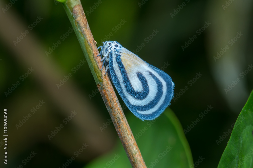 Plant Hopper , Plant hopper adult at night , Close-Up of Plant Hopper ...