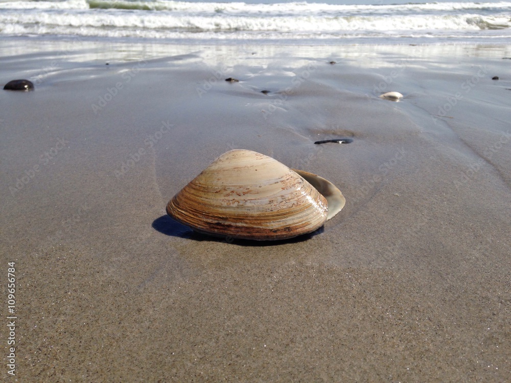 clam shell in the sand Stock Photo | Adobe Stock