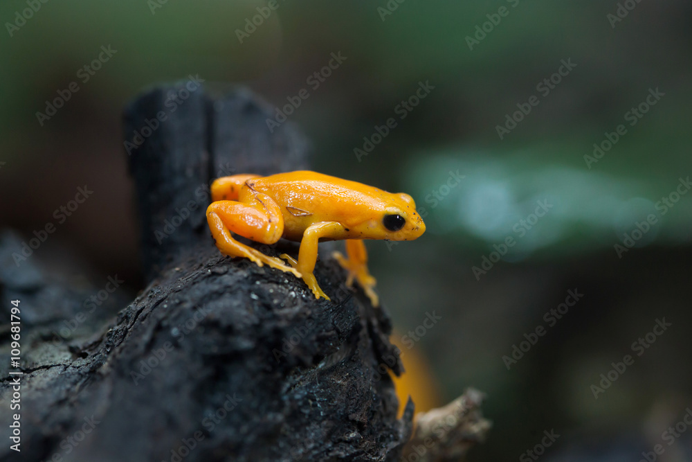 Golden mantella (Mantella aurantiaca). Stock Photo | Adobe Stock