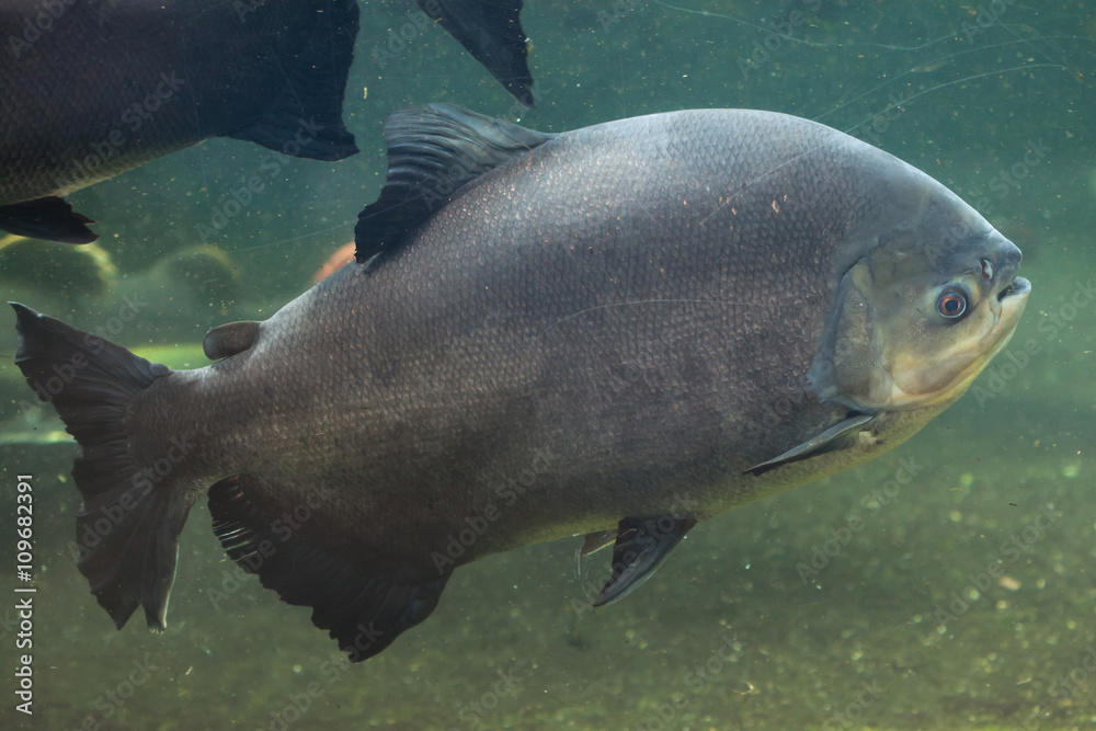 Tambaqui (Colossoma macropomum), also known as the giant pacu. Stock ...