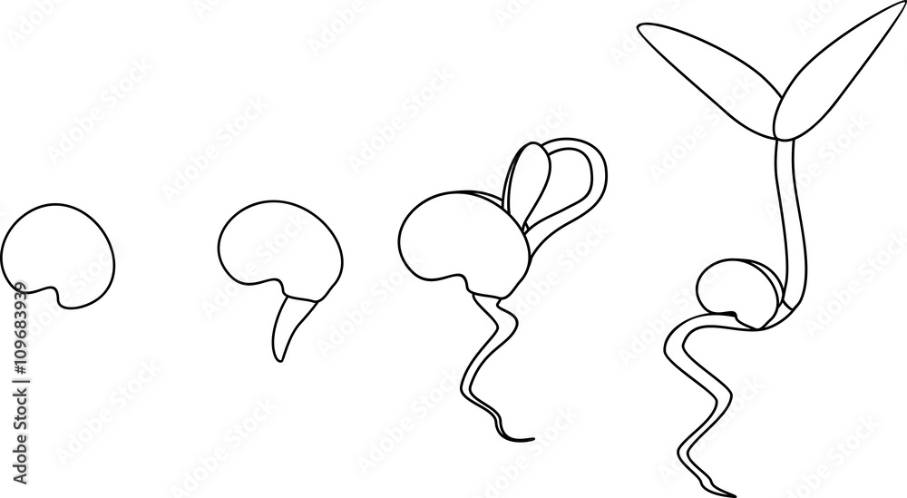 Stage of growth of plant. Coloring Stock Vector | Adobe Stock