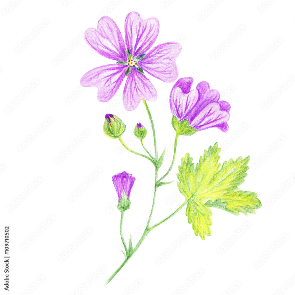 Flowers, leaves and buds of wild mallow. Drawing by hand. Stock ...