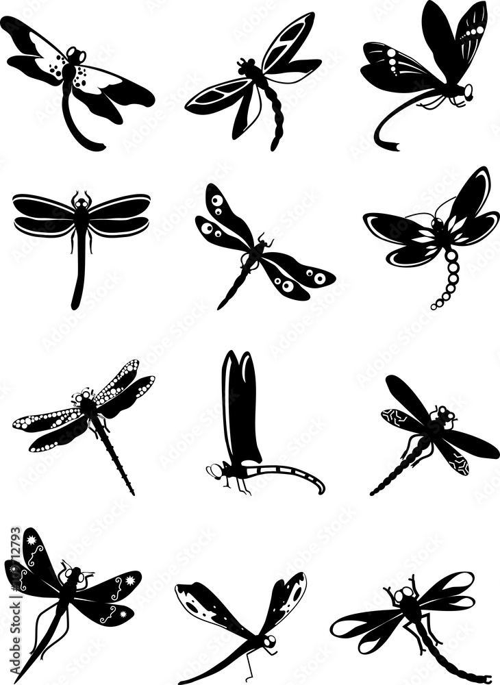 Set of different types of dragonflies isolated on white background in ...