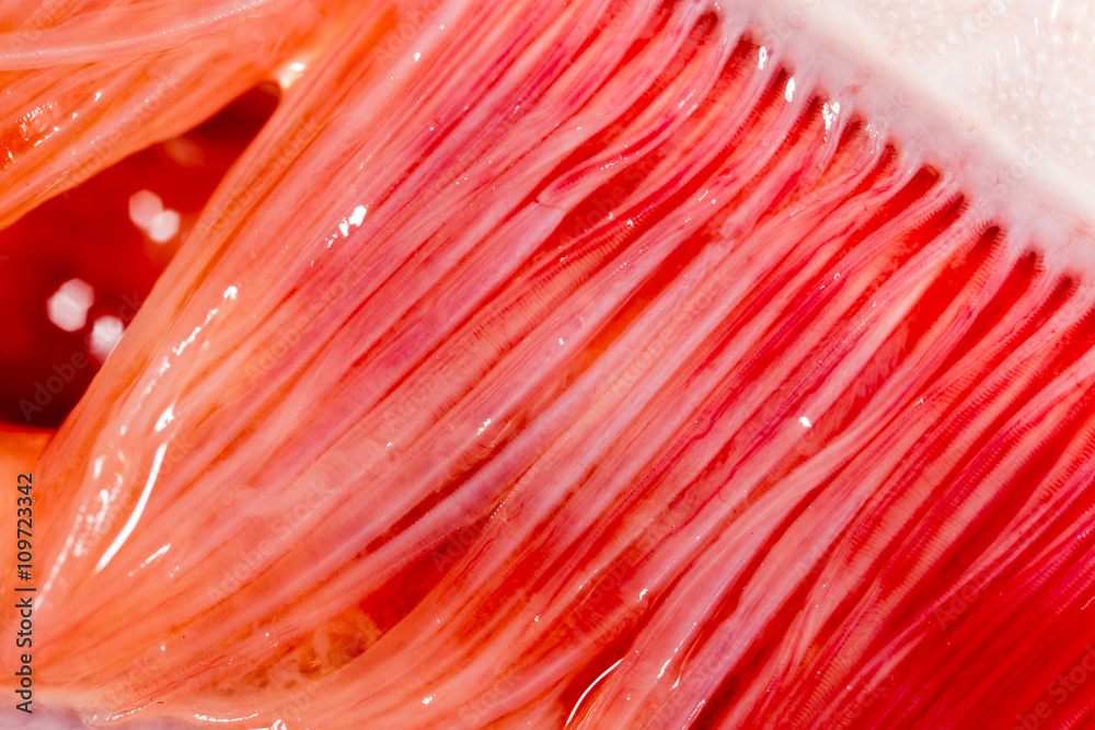 pike fish gills. super macro Stock Photo | Adobe Stock