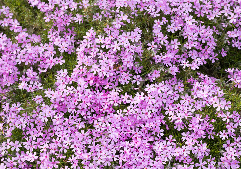 Pink and purple moss phlox flowers. Detail Stock Photo | Adobe Stock
