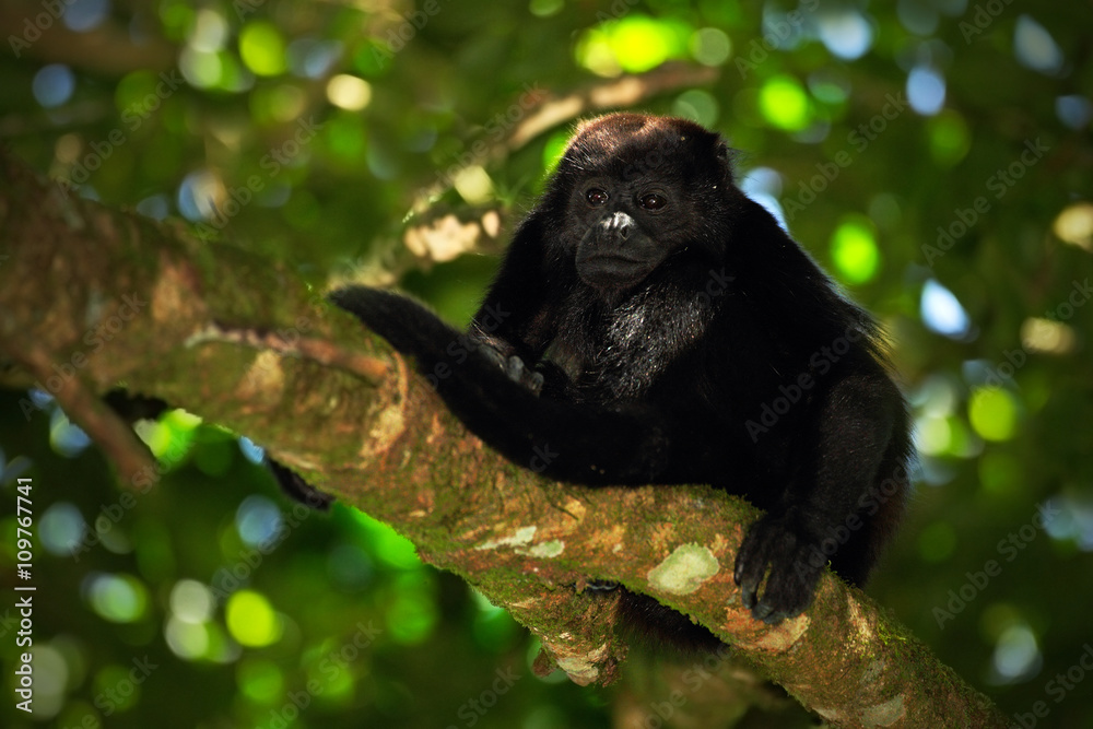 Black monkey. Mantled Howler Monkey Alouatta palliata in the nature ...