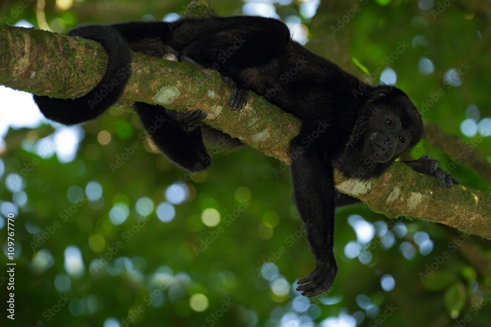 Black monkey. Mantled Howler Monkey Alouatta palliata in the nature ...