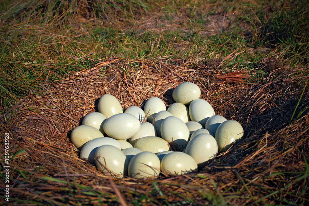 Many eggs in the ground nest, nest of Greater Rhea, Rhea americana ...