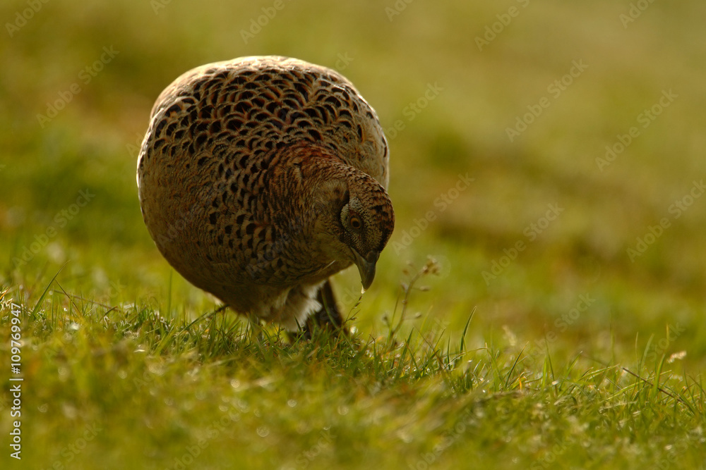 Female of Common Pheasant, bird with long tail on the green grass ...