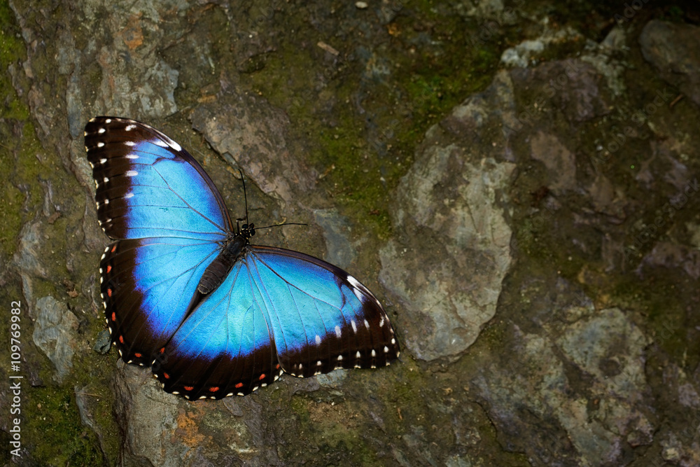 Blue Morpho Butterfly Habitat