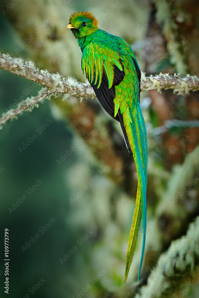 Rare tropic bird from mountain cloud forest. Resplendent Quetzal ...
