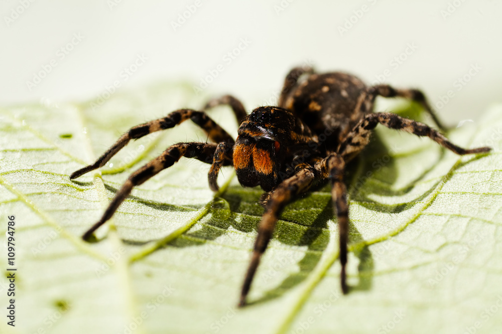 Big spider on green leaf Stock Photo | Adobe Stock
