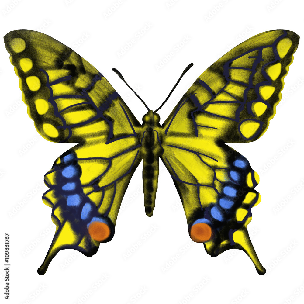 swallowtail, butterfly, insect, white background, isolated Stock ...