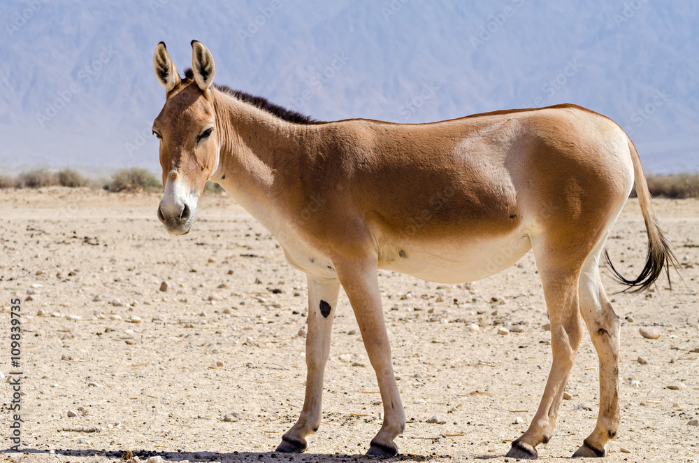 The onager (Equus hemionus) is a brown Asian wild donkey inhabiting ...