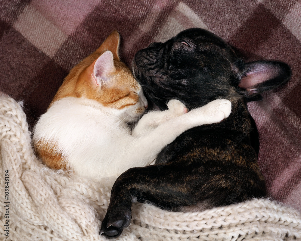 Cats And Dogs Hugging