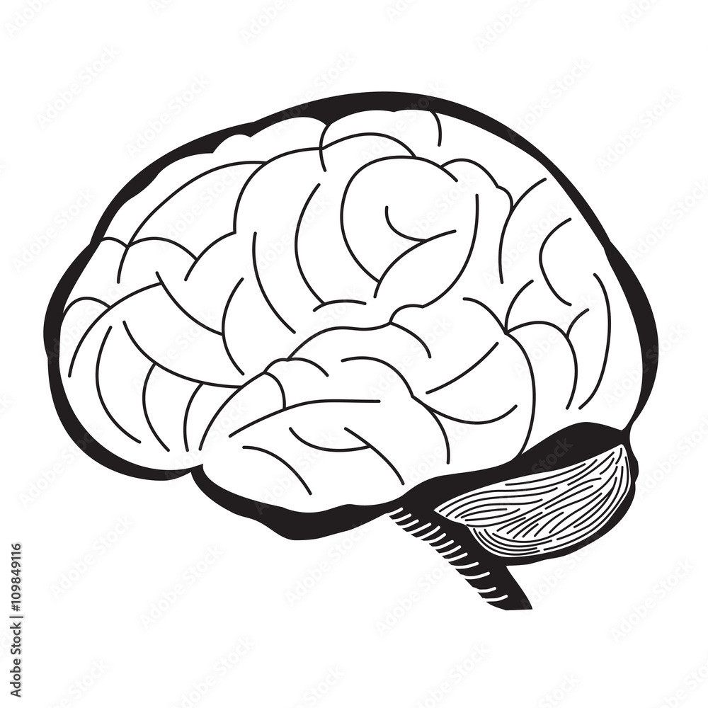 Black and White Brain Illustration / Human Brain Outline Draw ...