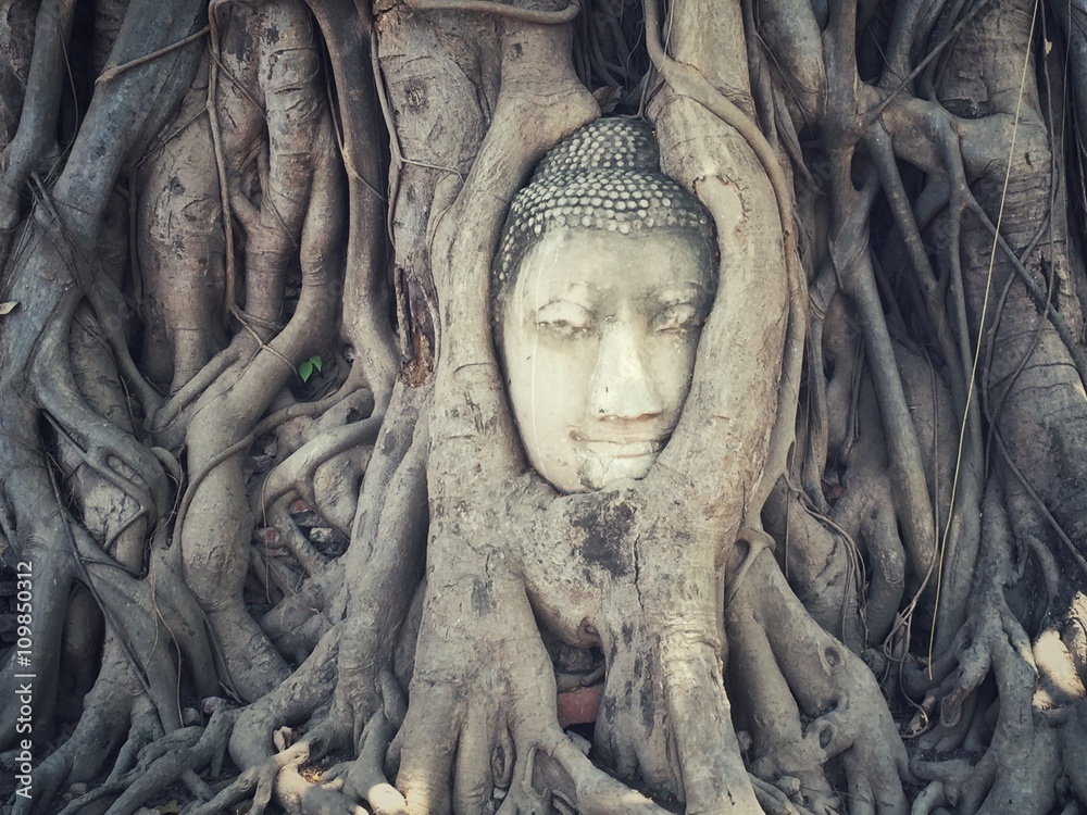 Buddha head in a tree Ayuthaya Thailand Stock Photo | Adobe Stock