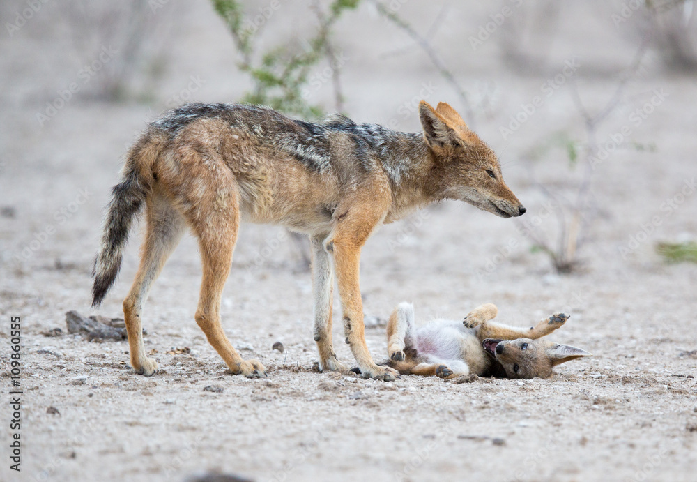Baby Jackal