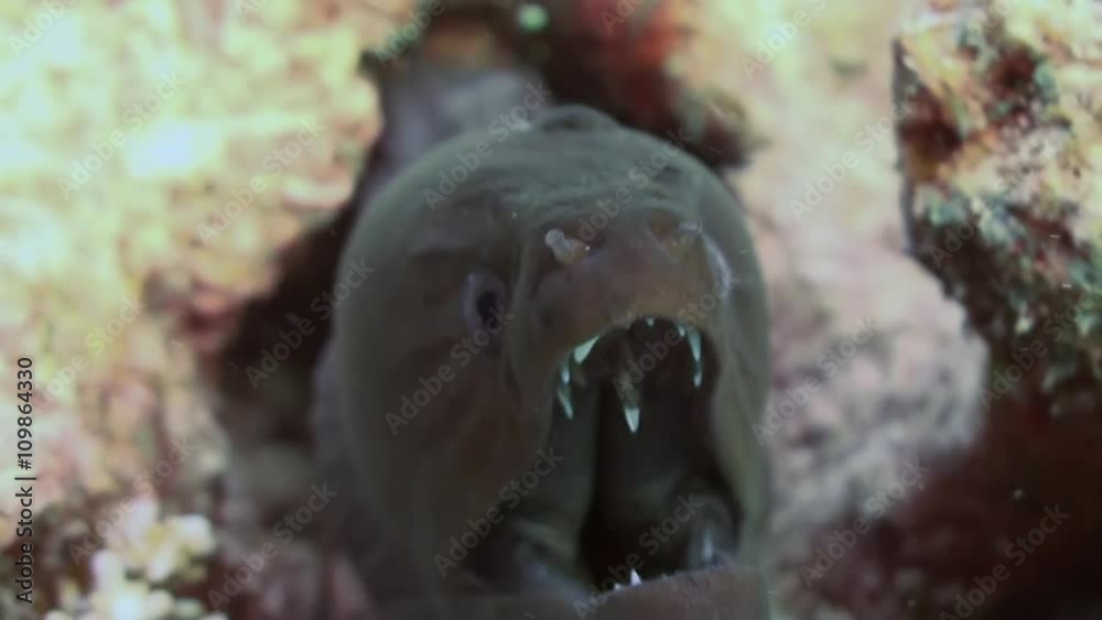 Moray Eel in mouth of home in coral reef. Close Up Shot. Amazing ...