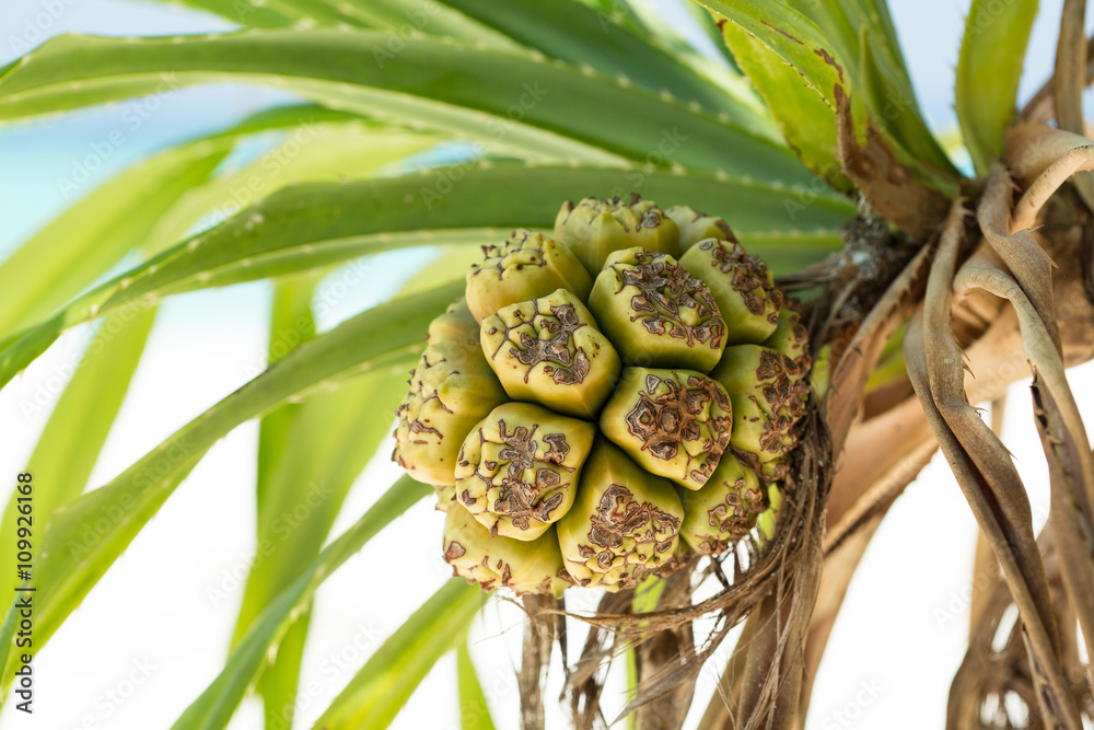 Seashore screwpines, grow on beaches but are now rare item. Natural ...