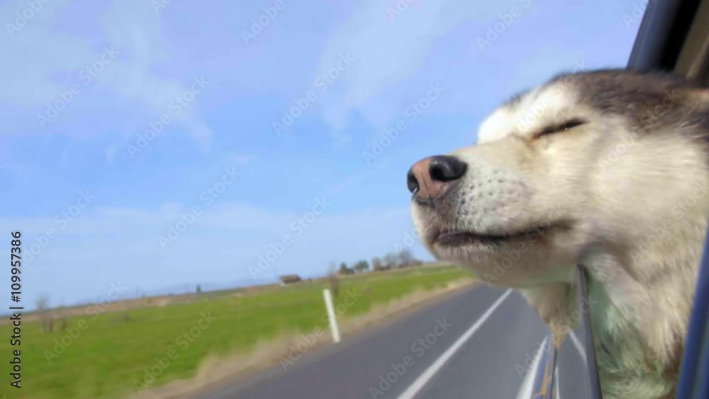 Cute furry Husky dog rests her head on a car window, joyful, fur and ...