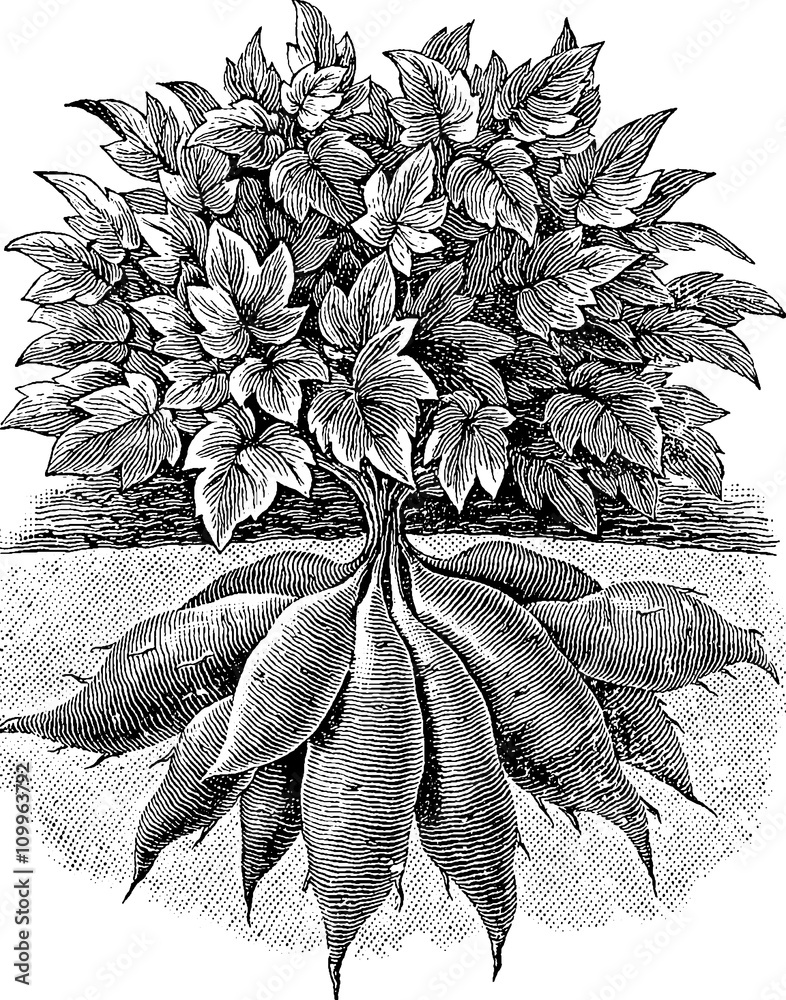Sweet Potato Plant Drawing