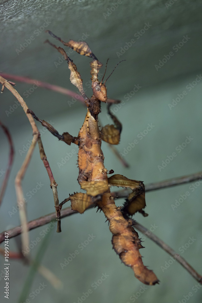 Giant prickly stick insect (Extatosoma tiaratum). Stock Photo | Adobe Stock