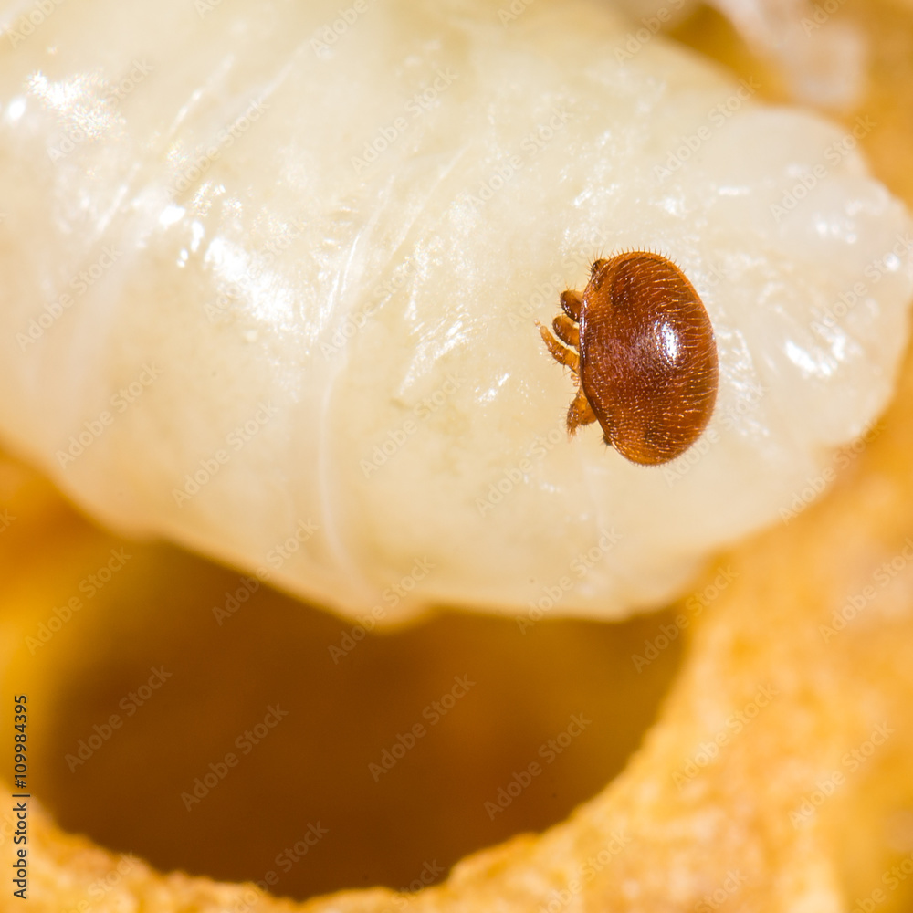 Varroamilbe (Varroa destructor) an einer Puppe Drohne im Bienenstock ...