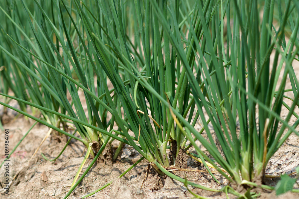 onions tree in the vegetable garden. Stock Photo | Adobe Stock
