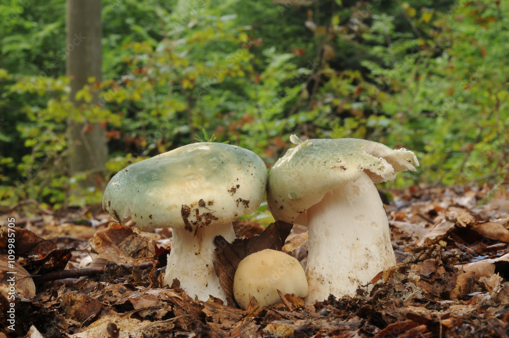 Foto de Russula virescens, commonly known as the green-cracking russula ...