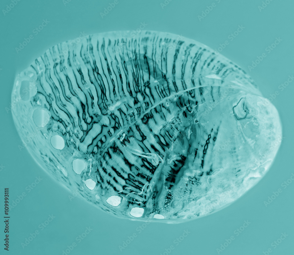 Sacred sacred geometry in a spiral of sea shell. Stock Photo | Adobe Stock