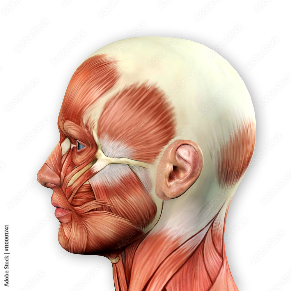 Male Face Muscles Anatomy Stock Illustration | Adobe Stock