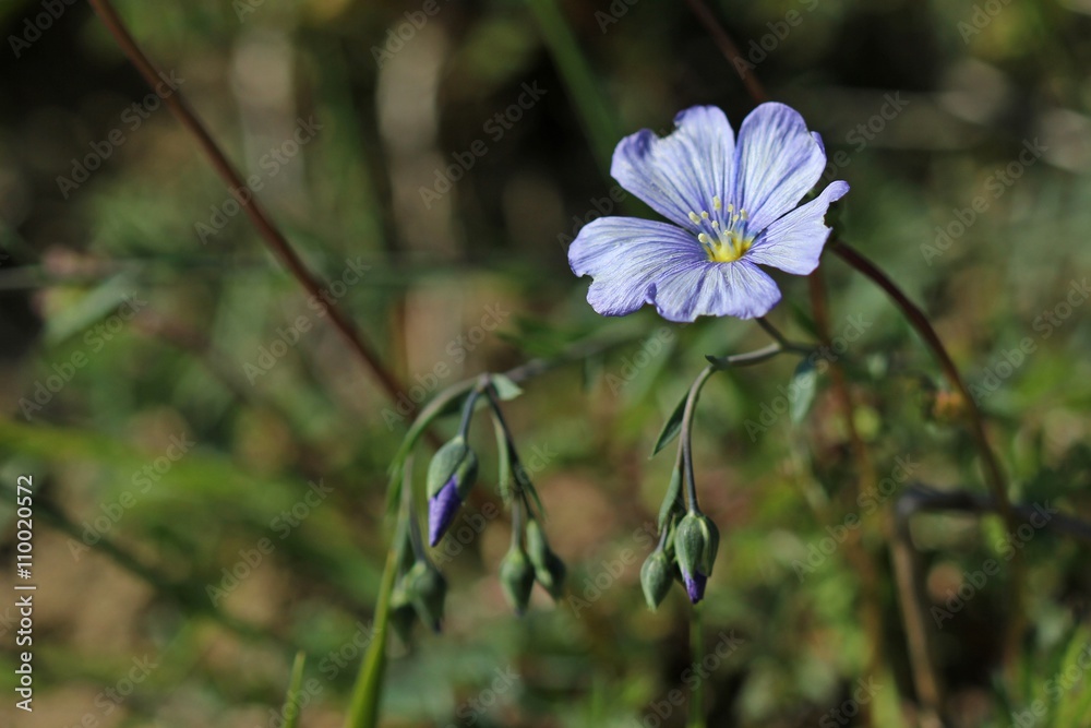 Lothringer Lein (Linum leonii) mit Knospen Stock-Foto | Adobe Stock