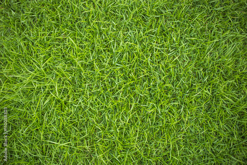 Grass top view Stock Photo | Adobe Stock