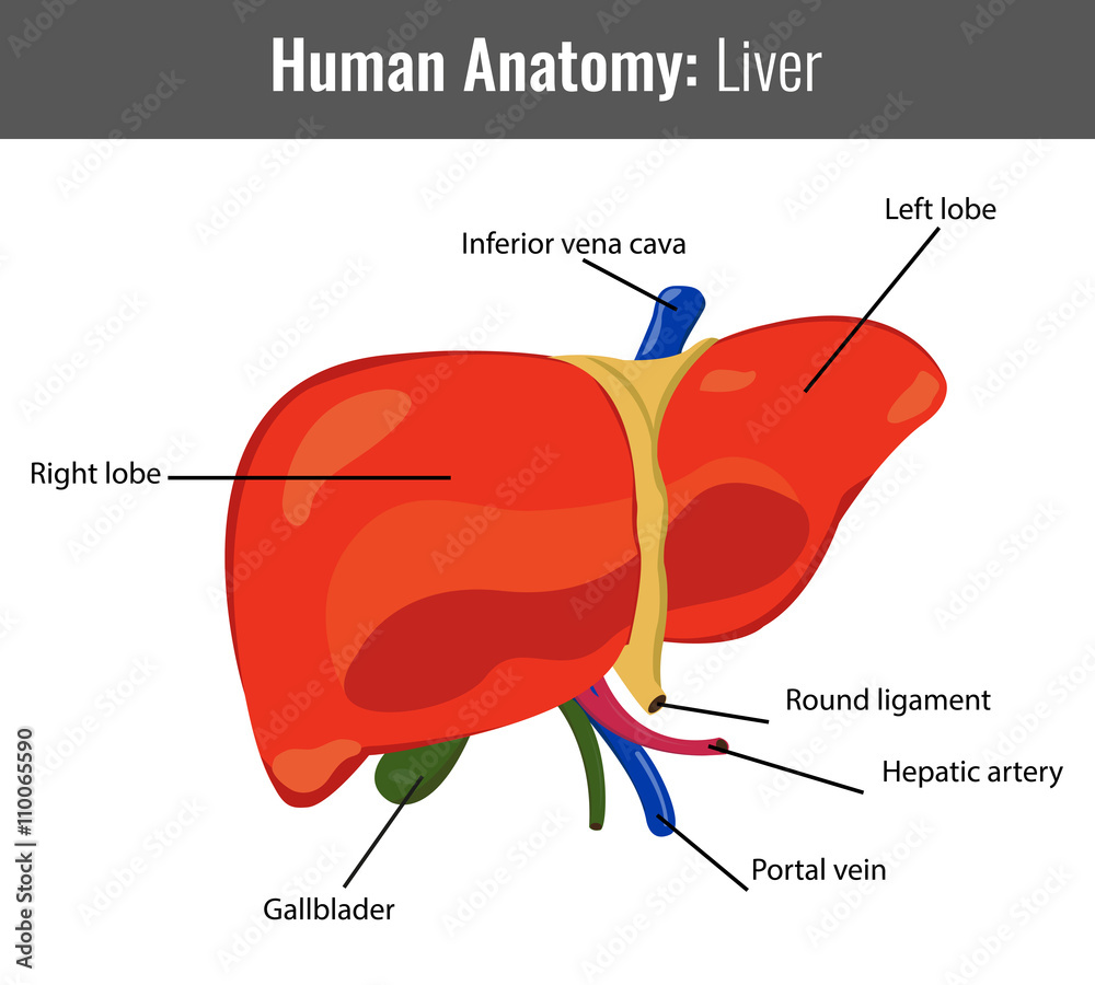 Human Liver detailed anatomy. Vector Medical Stock Vector | Adobe Stock