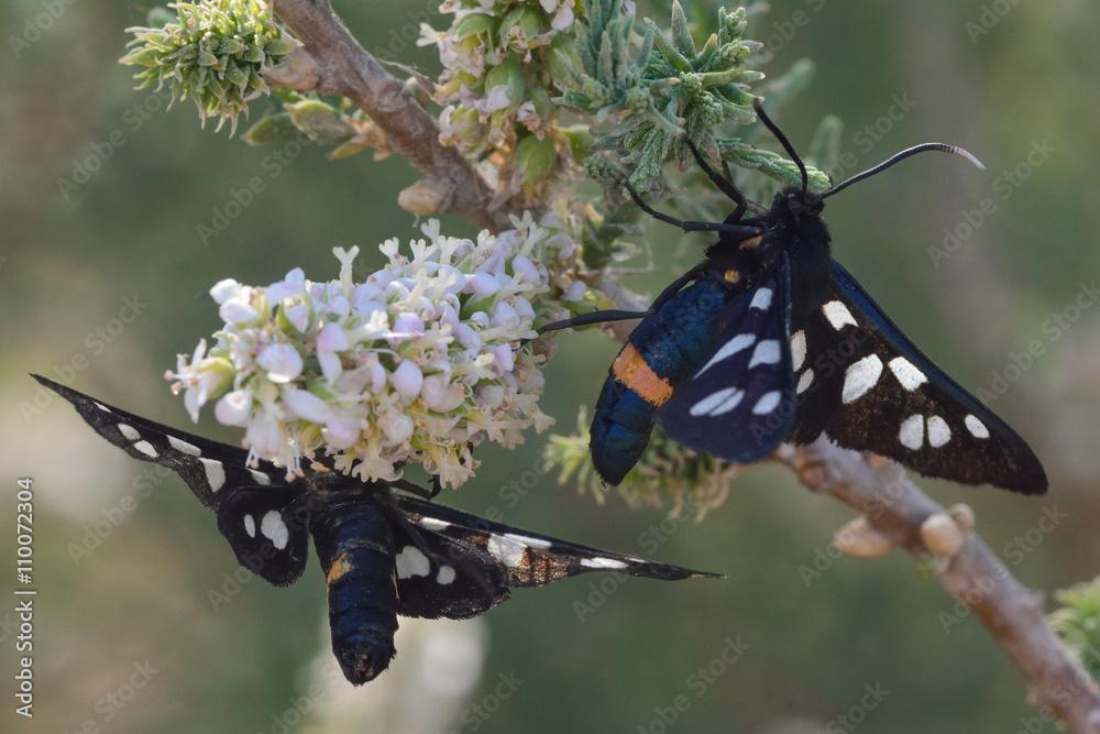 Nine-spotted moths (Amata phegea) nectaring. Iridescent day-flying moth ...