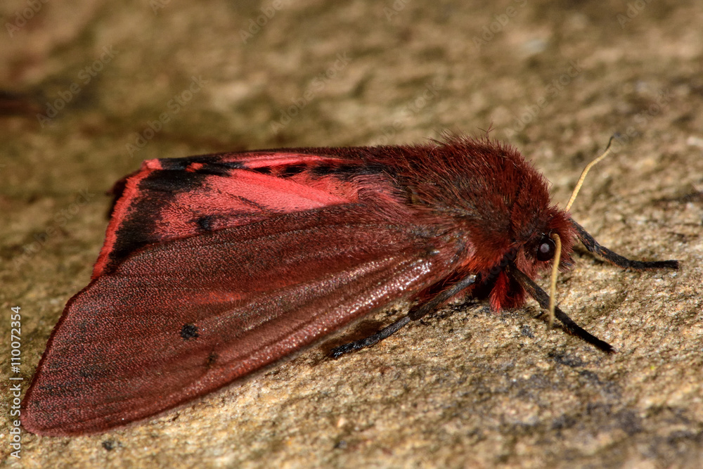 Ruby tiger moth (Phragmatobia fuliginosa) with red hindwings visible ...