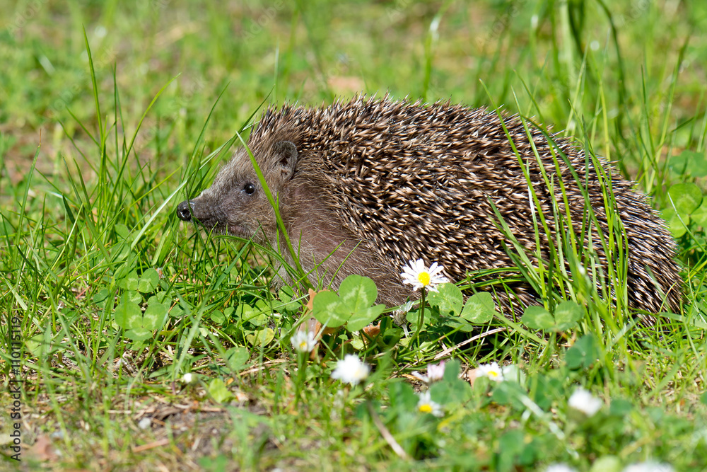 Igel Braunbrustigel (Erinaceus europaeus) im Garten im Frühling Stock ...