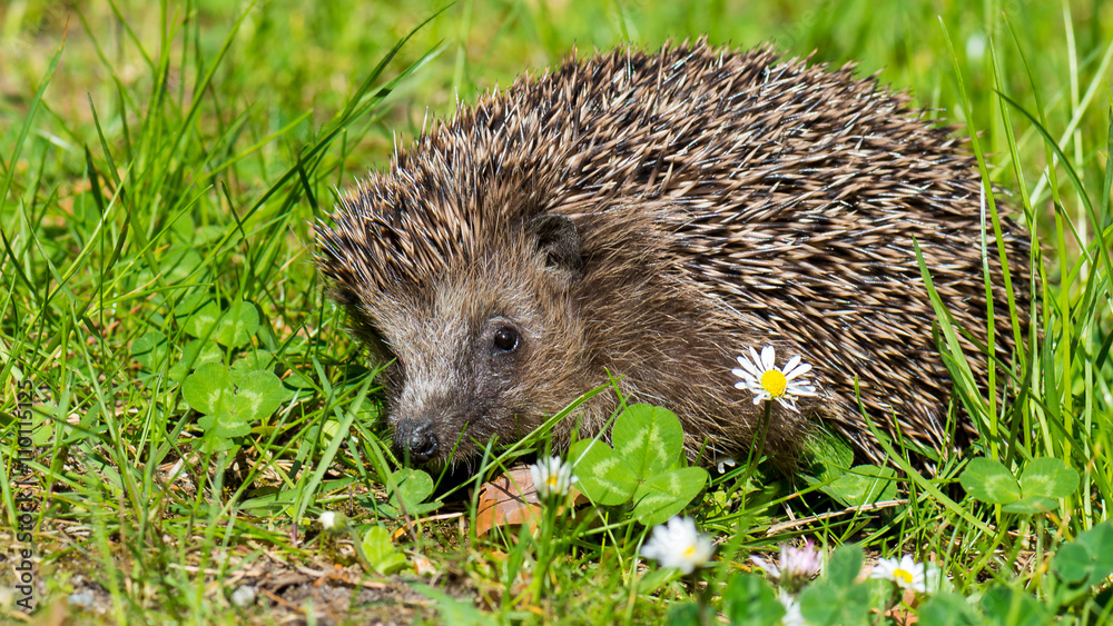 Igel Braunbrustigel (Erinaceus europaeus) im Garten im Frühling Stock ...