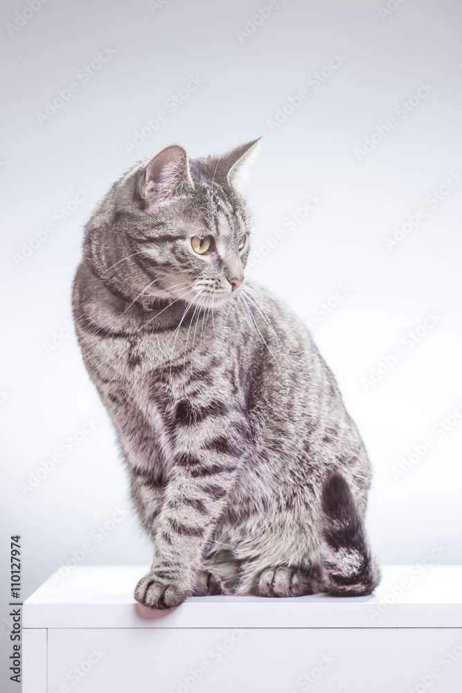 Cat Sitting Sideways