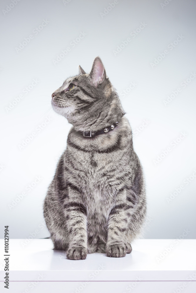 Cat Sitting Sideways