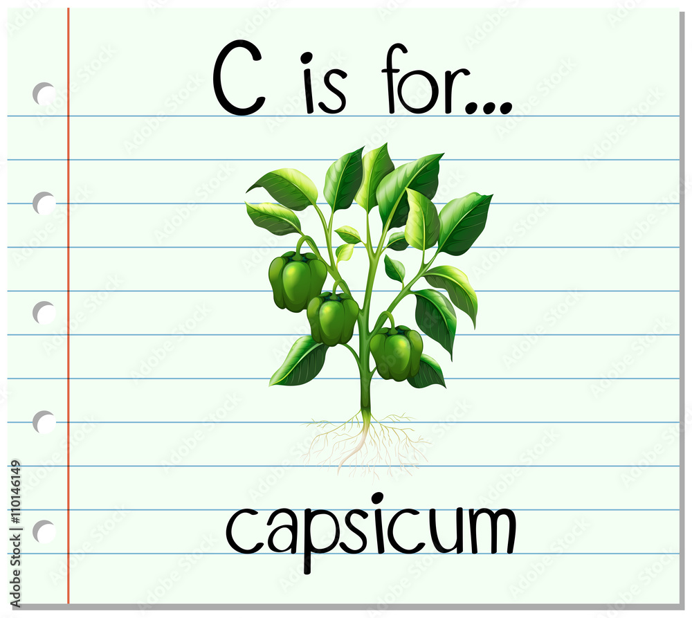 Flashcard letter C is for capsicum Stock Vector | Adobe Stock