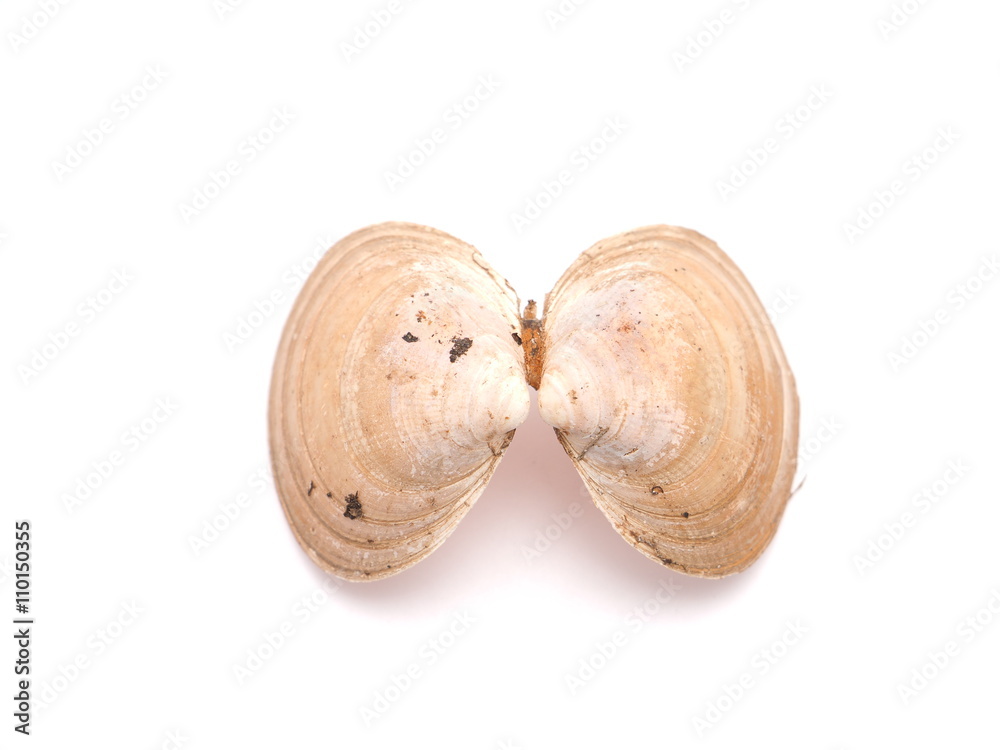 seashells on a white background Stock Photo | Adobe Stock