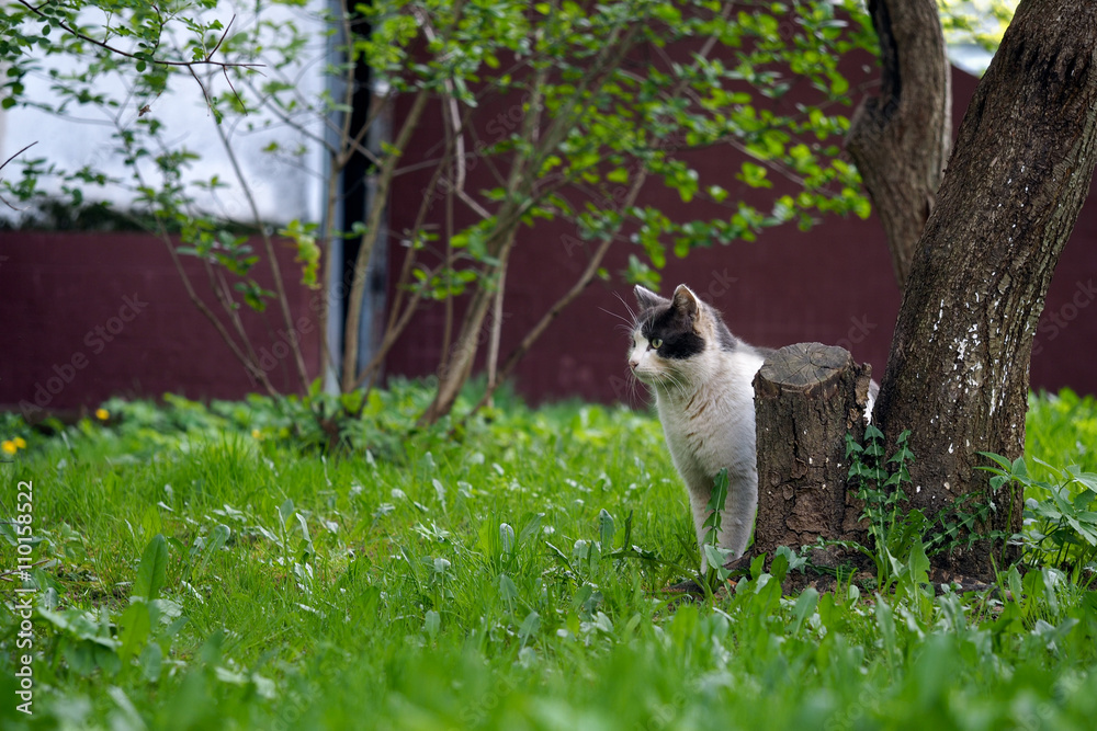 Black and white street cat. Wandering cat, peeking out from behind a ...