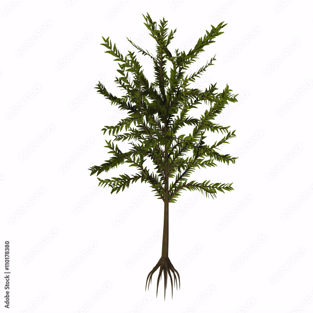 Dicroidium Sp Tree Dicroidium Was One Of The Main Components Of The dicroidium-sp-tree-dicroidium-was-one-of-the-main-components-of-the